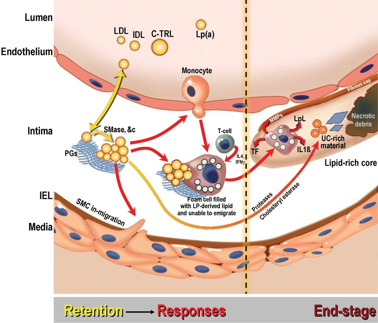 Modern therapy of patients with lupus erythematosus must include ...