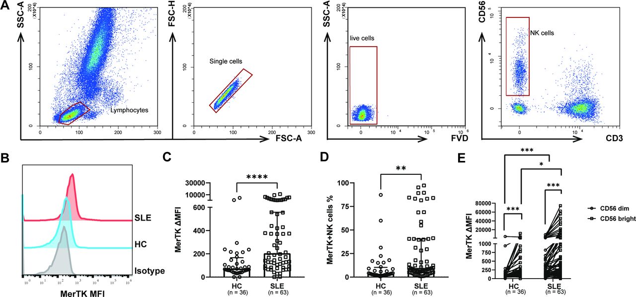 Expression pattern and clinical significance of MerTK on circulating NK ...