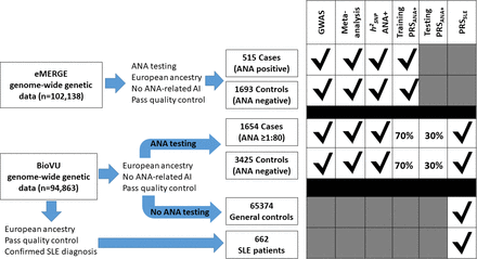 Genetic relationships between systemic lupus erythematosus and a ...