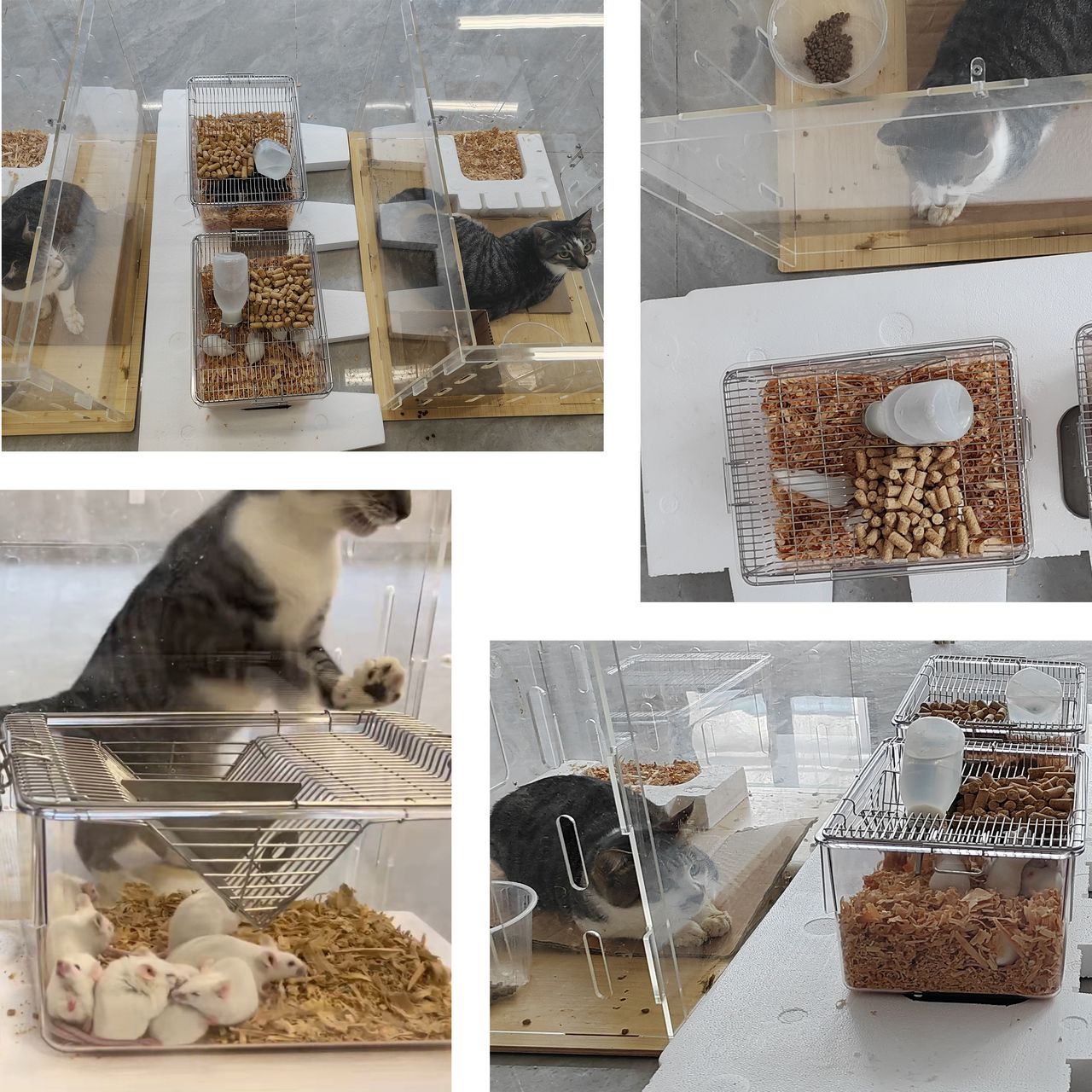 Effects of environmentally-induced anxiety on autoimmunity in the MRL ...