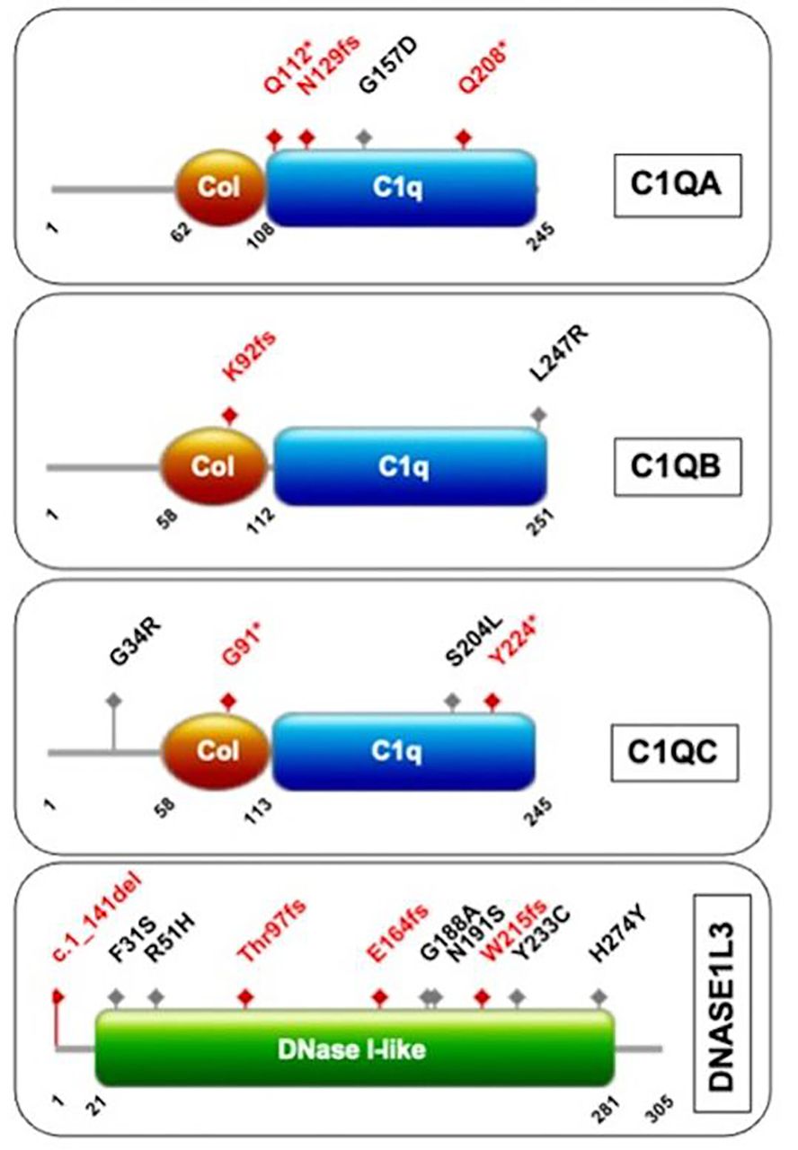 Genetic and phenotypic landscape of monogenic lupus: insights from an ...