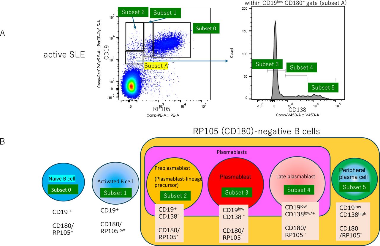 Stage-resolved mapping of RP105 (CD180)-negative B cells reveals ...