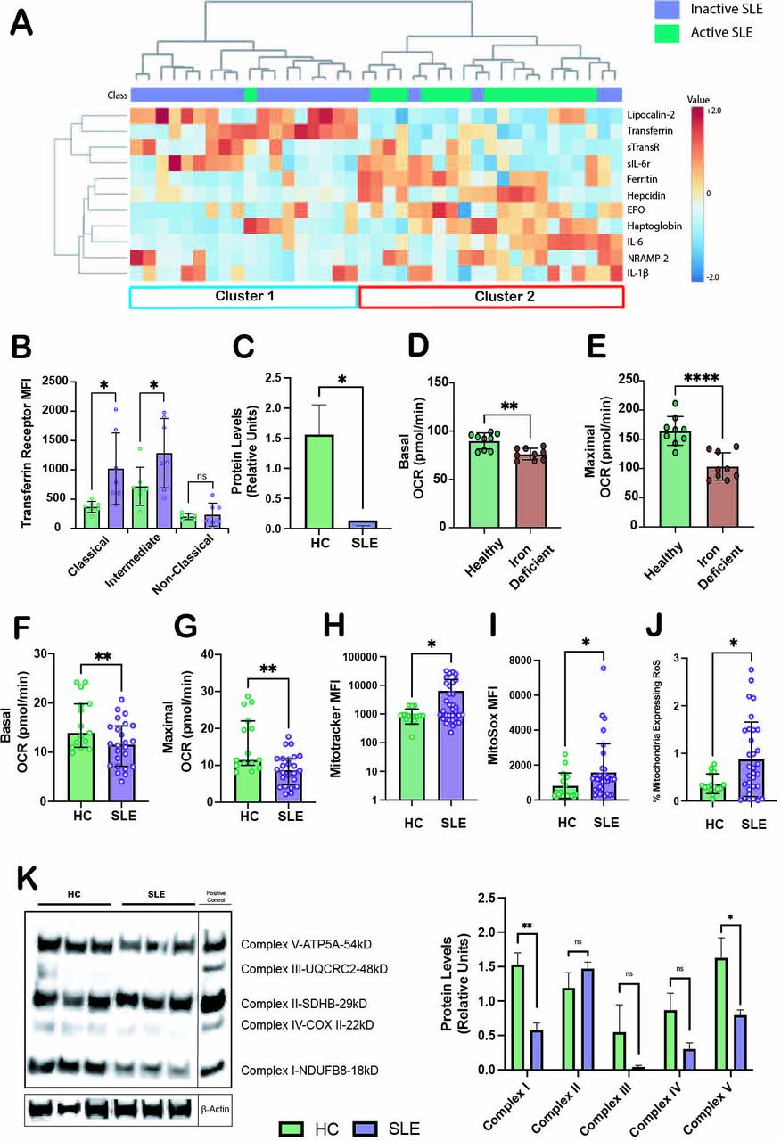 PT1:07 Functional iron deficiency drives metabolic reprogramming in ...